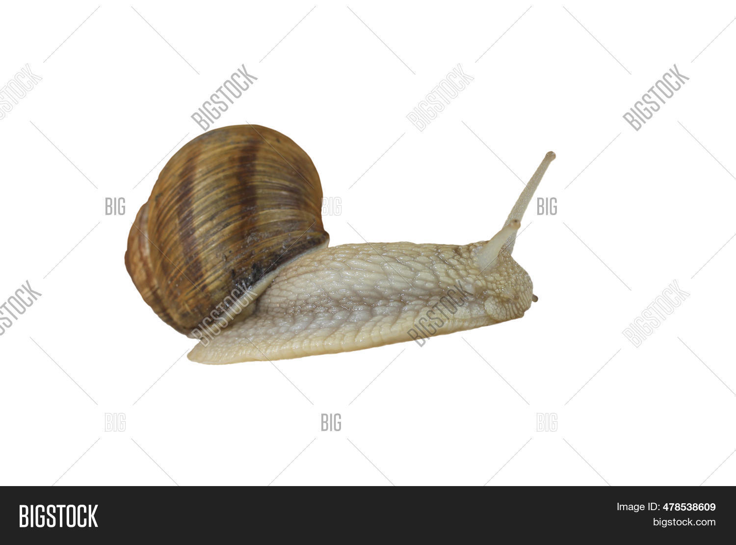 Beautiful Snails Image & Photo (Free Trial) | Bigstock