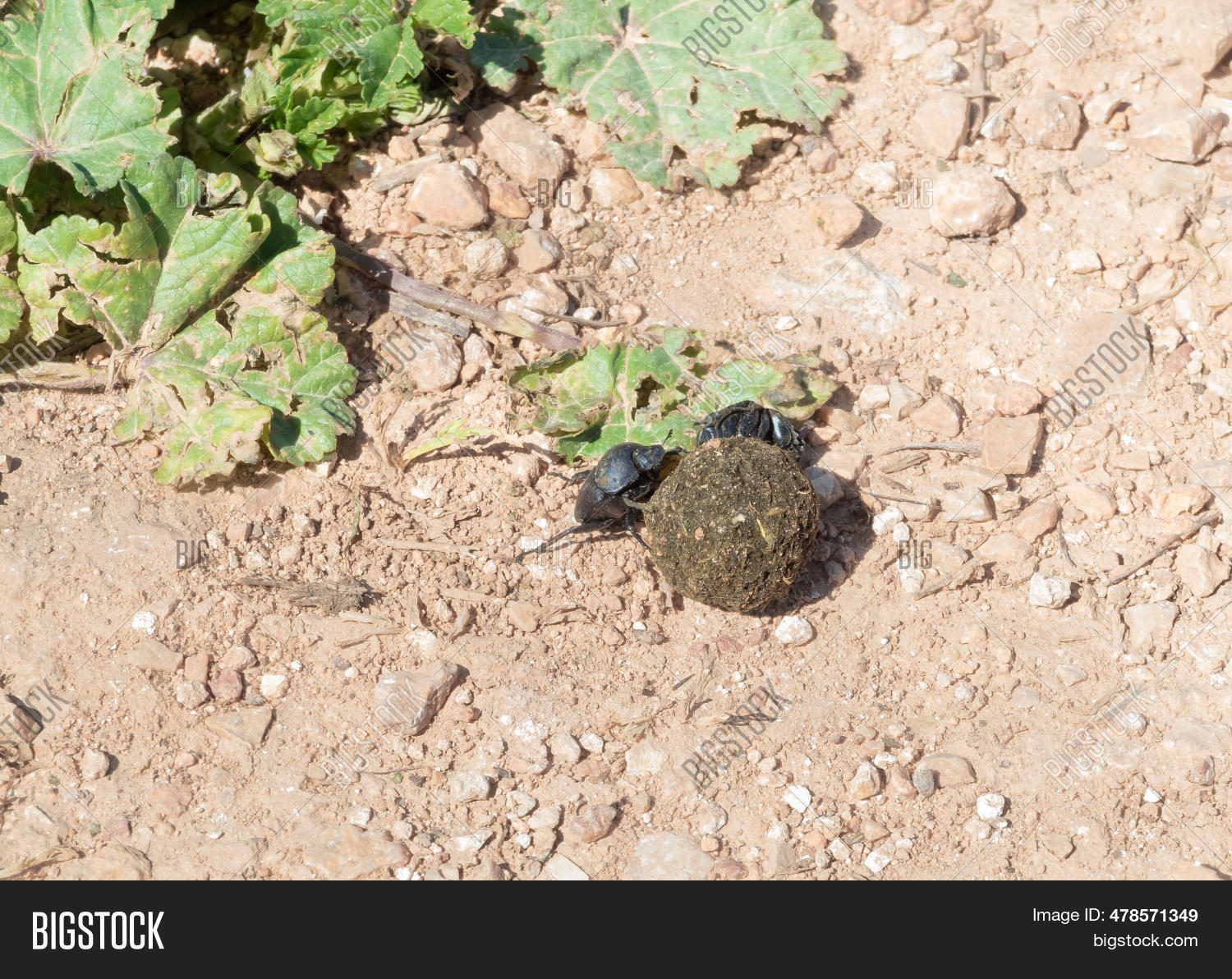 Two Dung Beetles Roll Image & Photo (Free Trial) | Bigstock