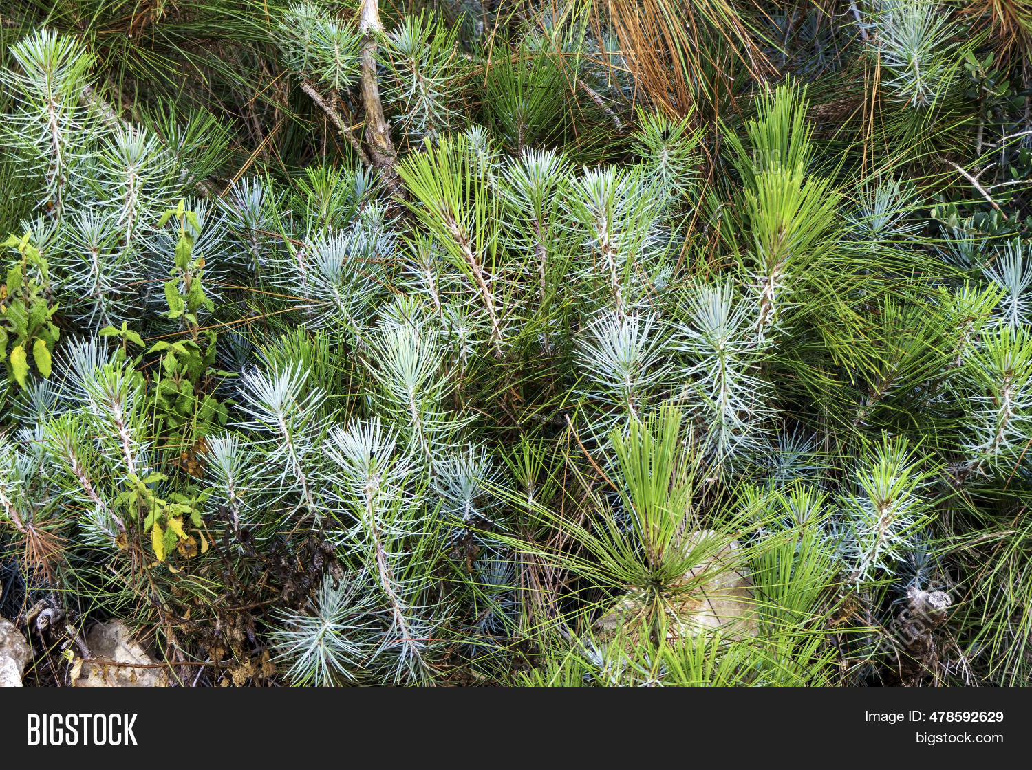 Young Shoots Pine Tree Image & Photo (Free Trial) | Bigstock