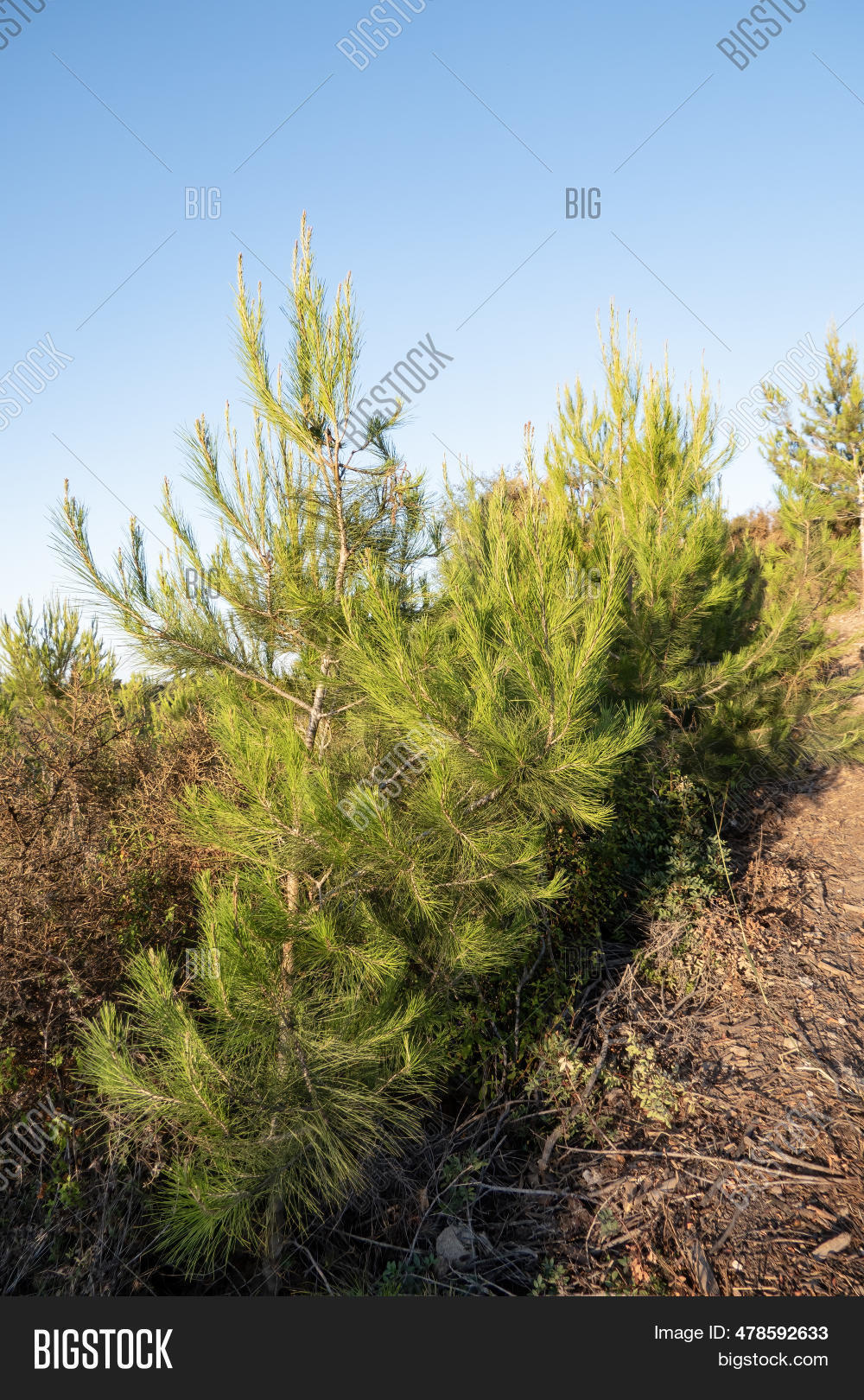 Young Shoots Pine Tree Image & Photo (Free Trial) | Bigstock