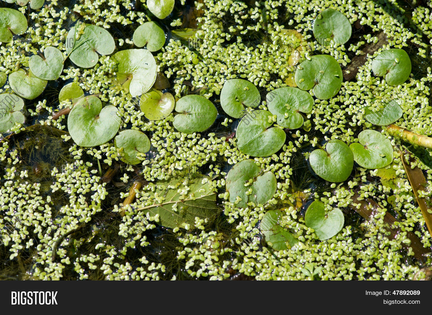 Green Duckweed Growing Image & Photo (Free Trial) | Bigstock
