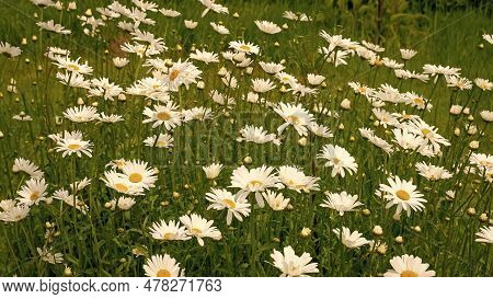 Daisy Flower Field. Image & Photo (Free Trial) | Bigstock