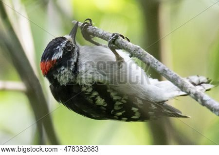 Downy Woodpecker Image & Photo (Free Trial) | Bigstock