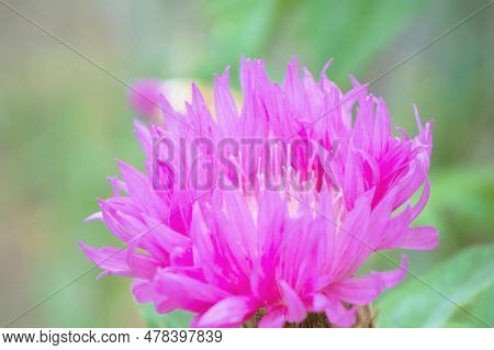 Pink Fluffy Flower Image & Photo (Free Trial) | Bigstock