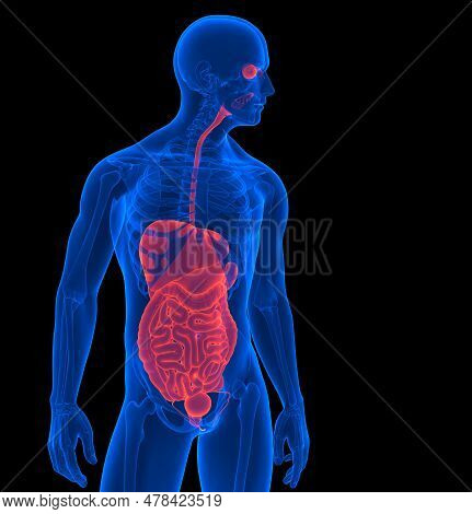 Human Body. 3d Render Image & Photo (Free Trial) | Bigstock