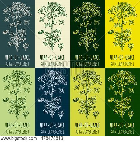 Set Drawing Common Rue Image & Photo (Free Trial) | Bigstock