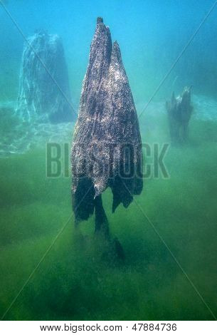 Cypress Tree Stumps Image & Photo (Free Trial) | Bigstock