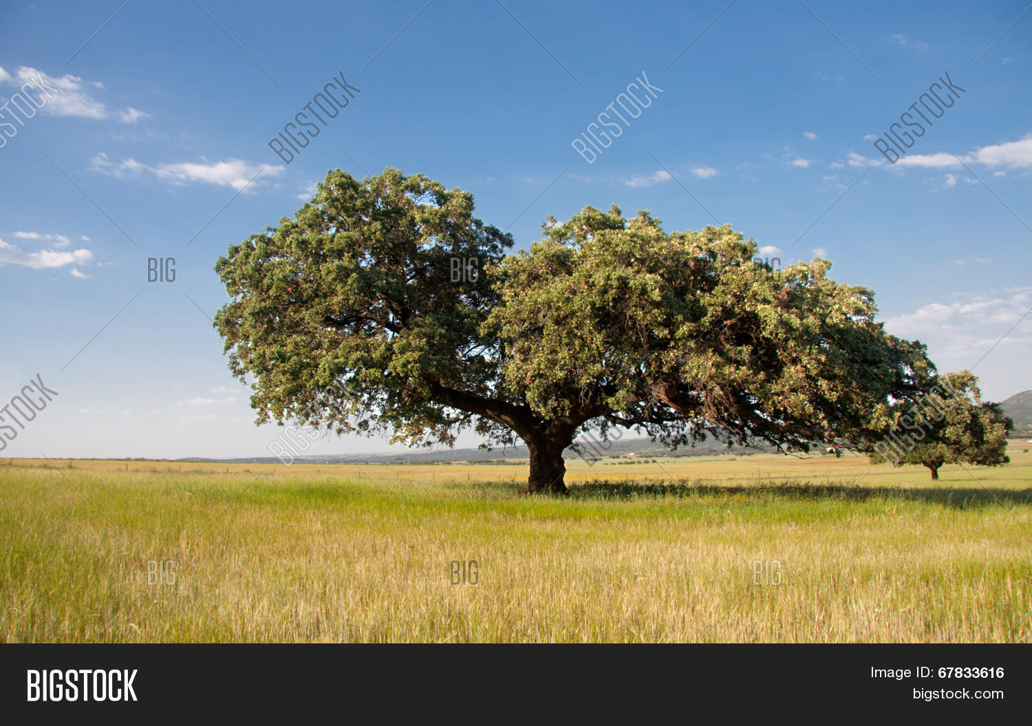 Dehesa Landscape Image & Photo (Free Trial) | Bigstock