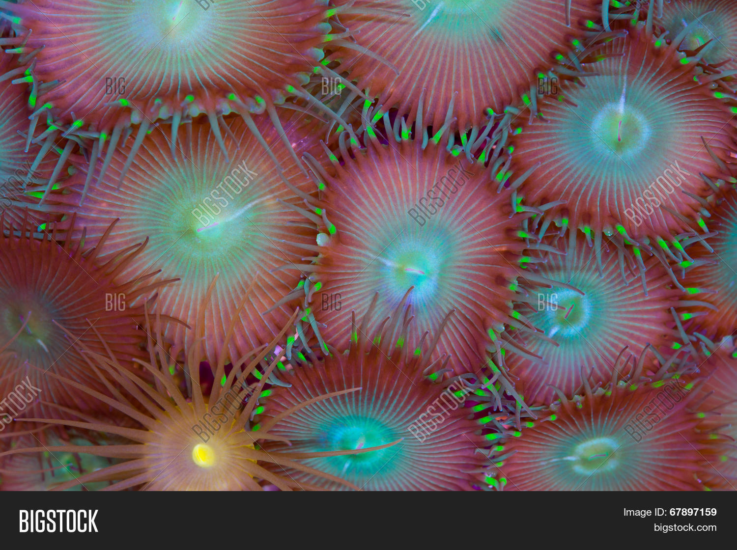 Green Yellow Palythoa Image & Photo (Free Trial) | Bigstock