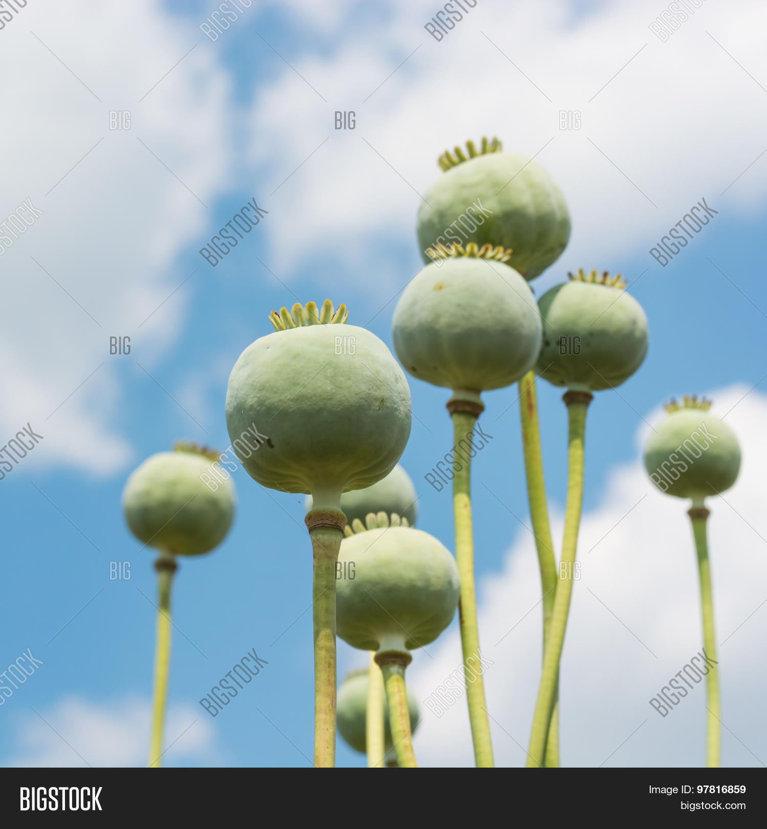 Opium Poppy Capsules Image & Photo (Free Trial) | Bigstock