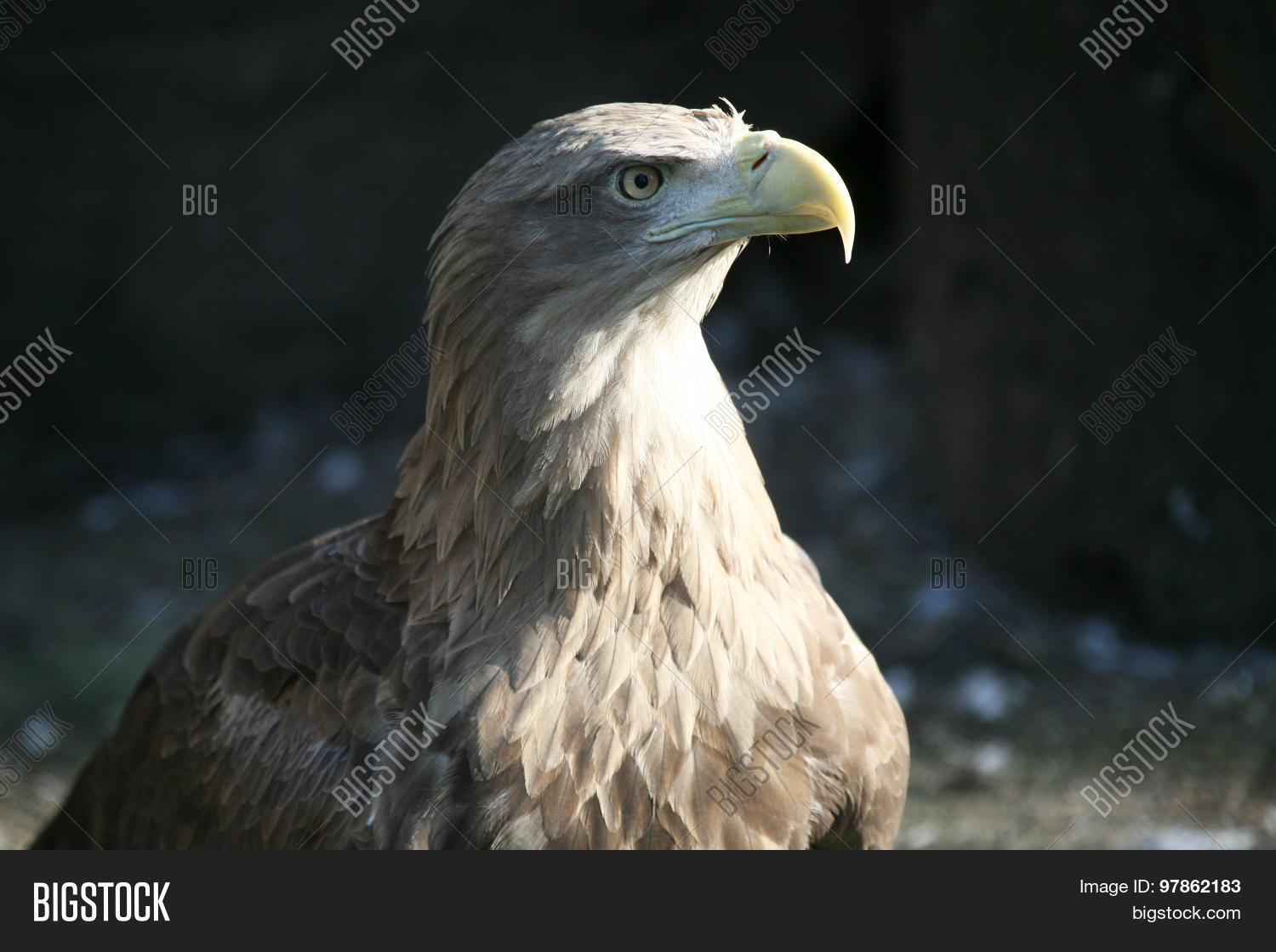 Eagle Looking Side Image & Photo (Free Trial) | Bigstock
