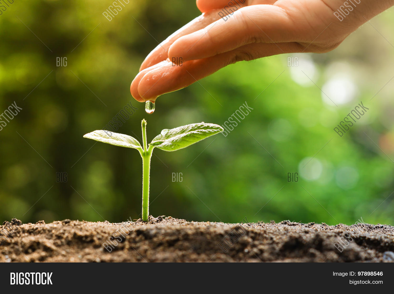 Growing Young Plant Image & Photo (Free Trial) | Bigstock