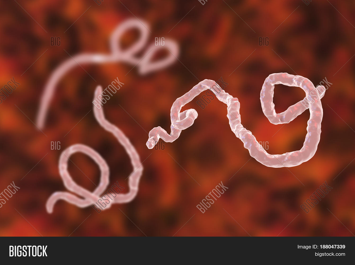 Ebola Viruses On Image & Photo (Free Trial) | Bigstock