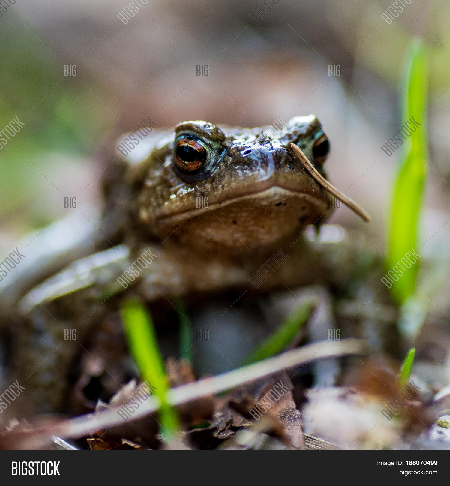Frog Perspective Image & Photo (Free Trial) | Bigstock