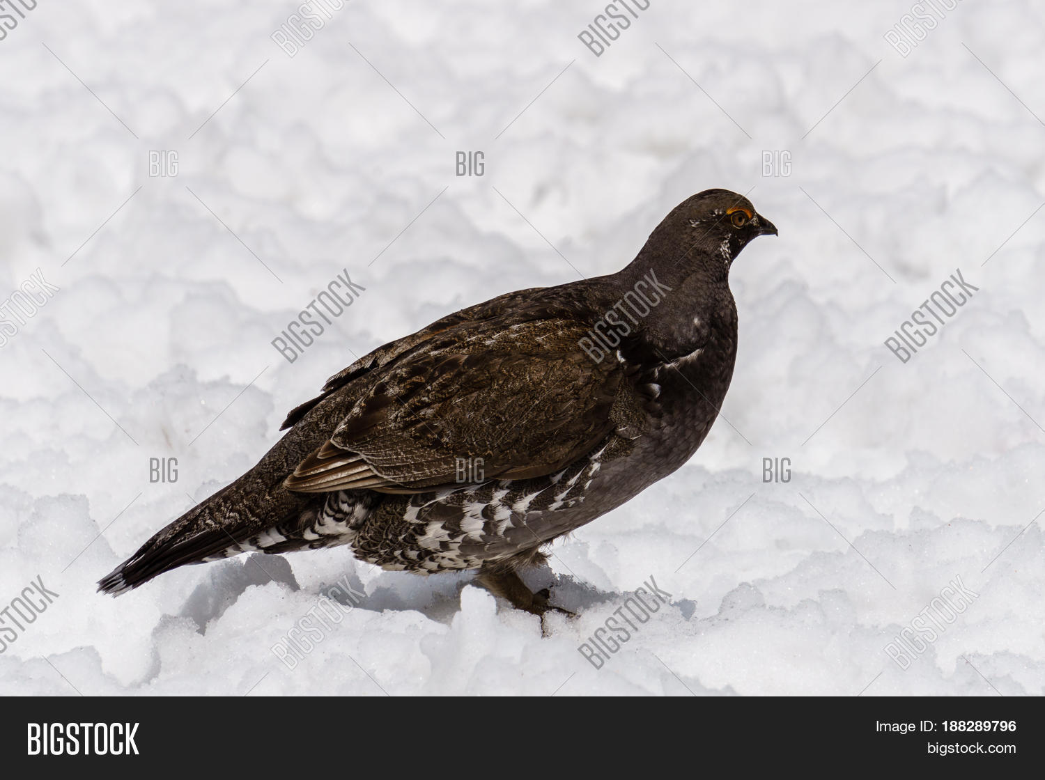 Female Spruce Grouse Image & Photo (Free Trial) | Bigstock