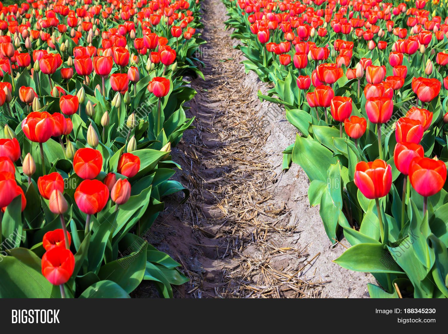 Spring Red Flowers Image & Photo (Free Trial) | Bigstock