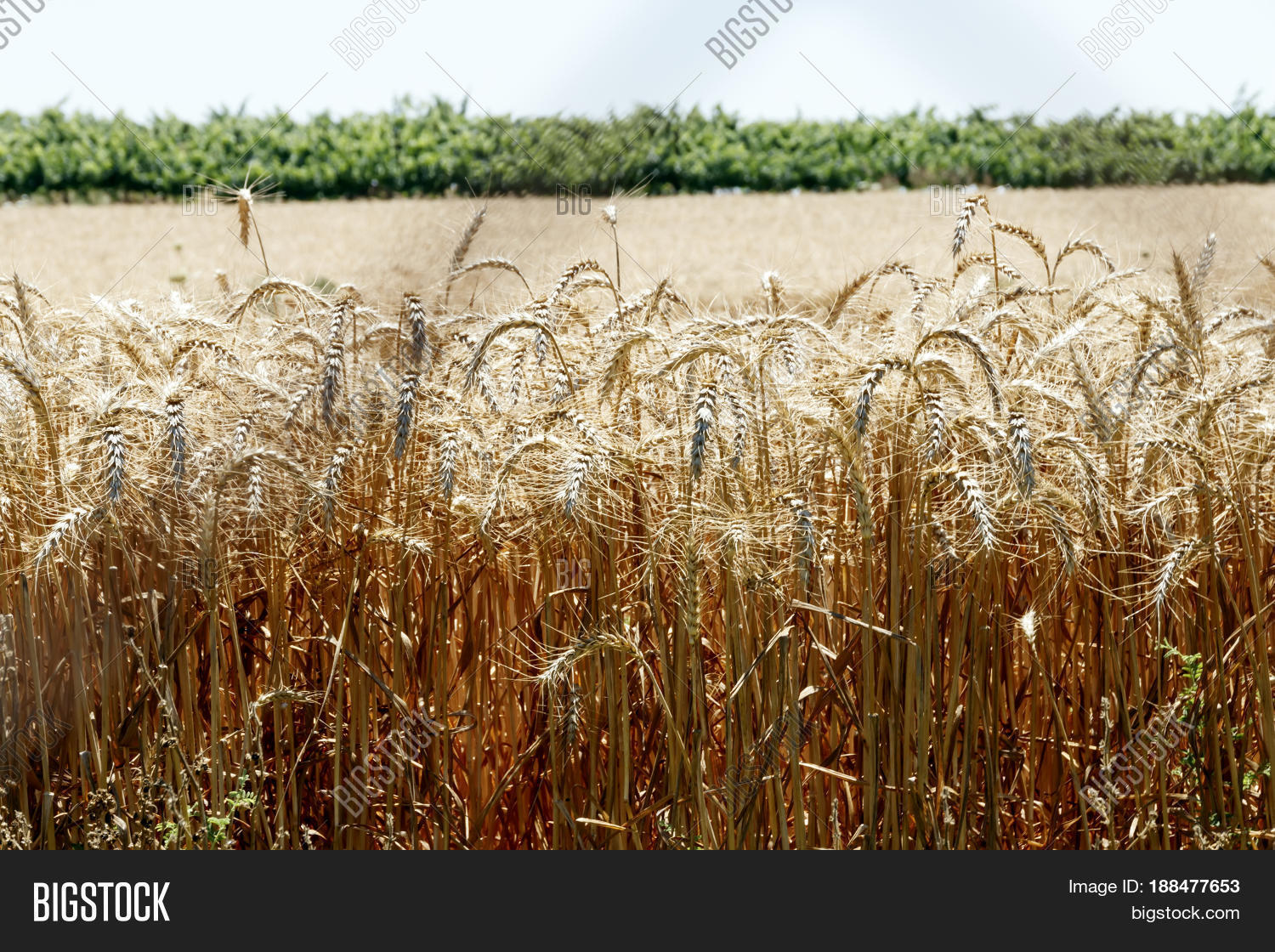 Yellow Field Ripe Image & Photo (Free Trial) | Bigstock