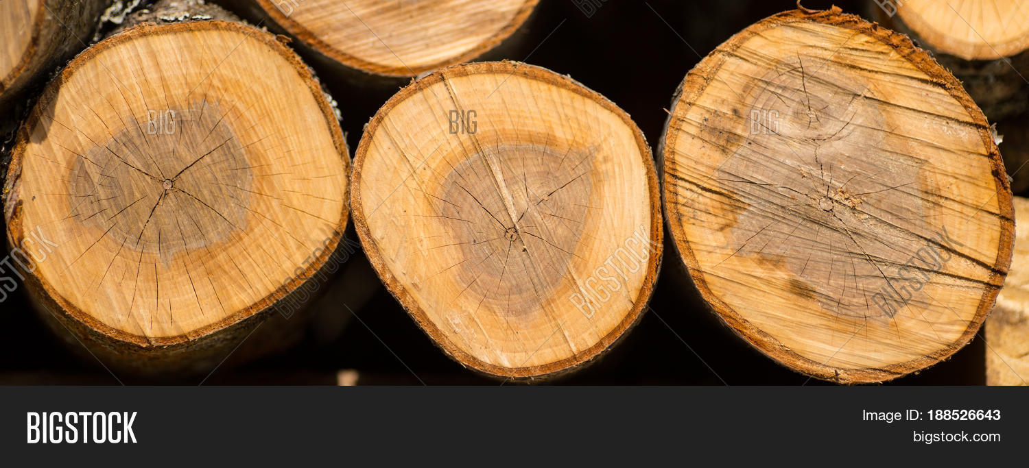 Cross Section Timber Image & Photo (Free Trial) | Bigstock
