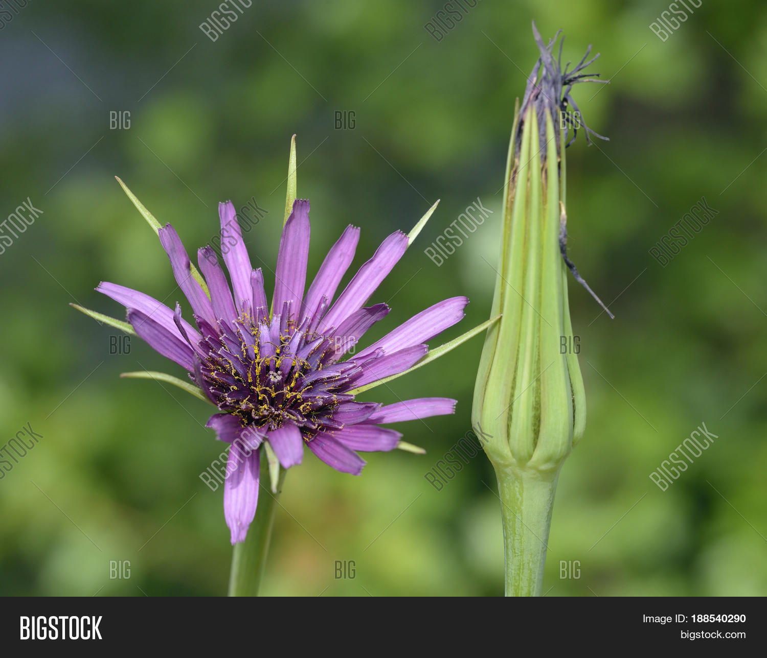 Salsify Image & Photo (Free Trial) | Bigstock