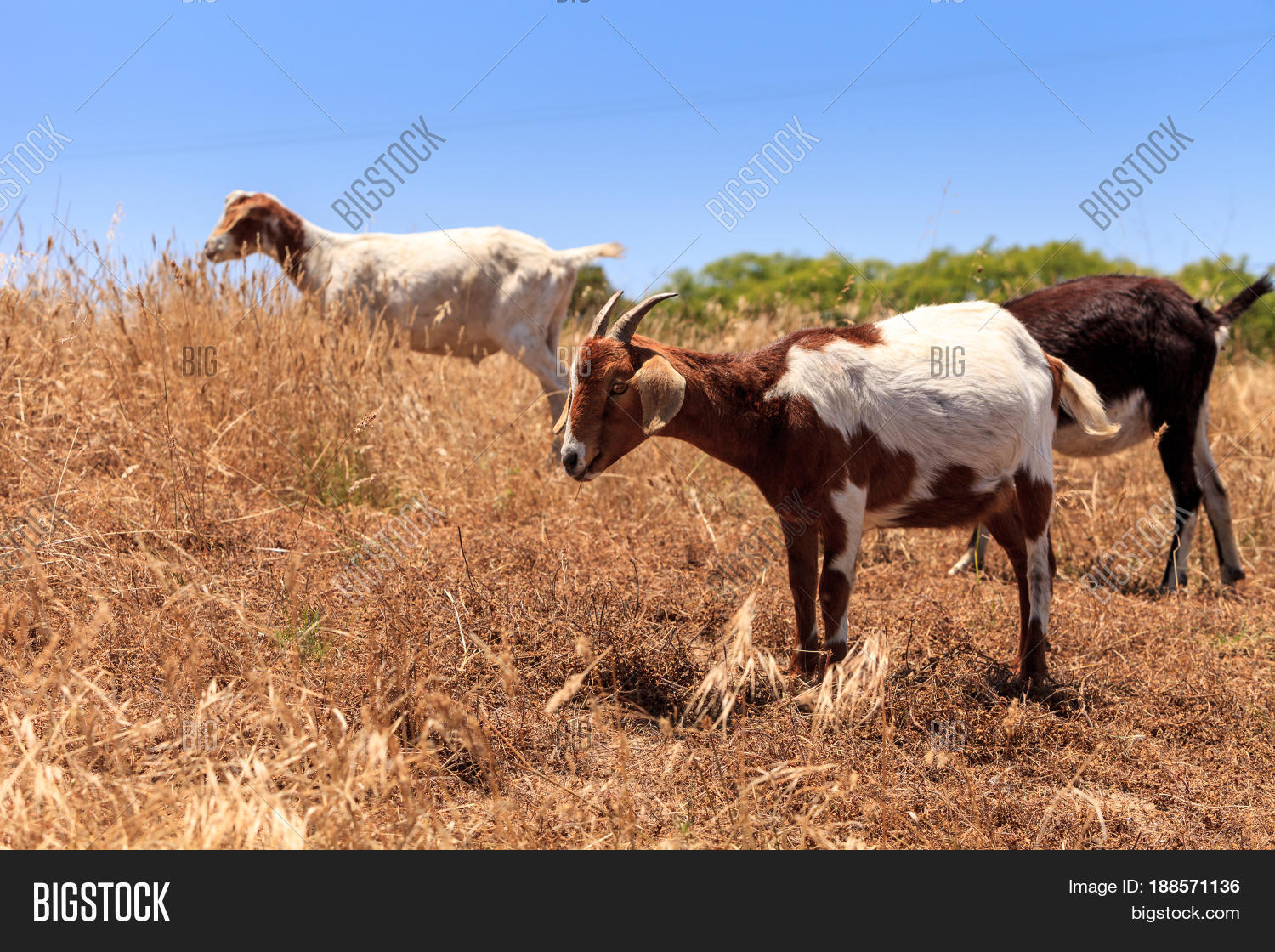 Goats Cluster Along Image & Photo (Free Trial) | Bigstock