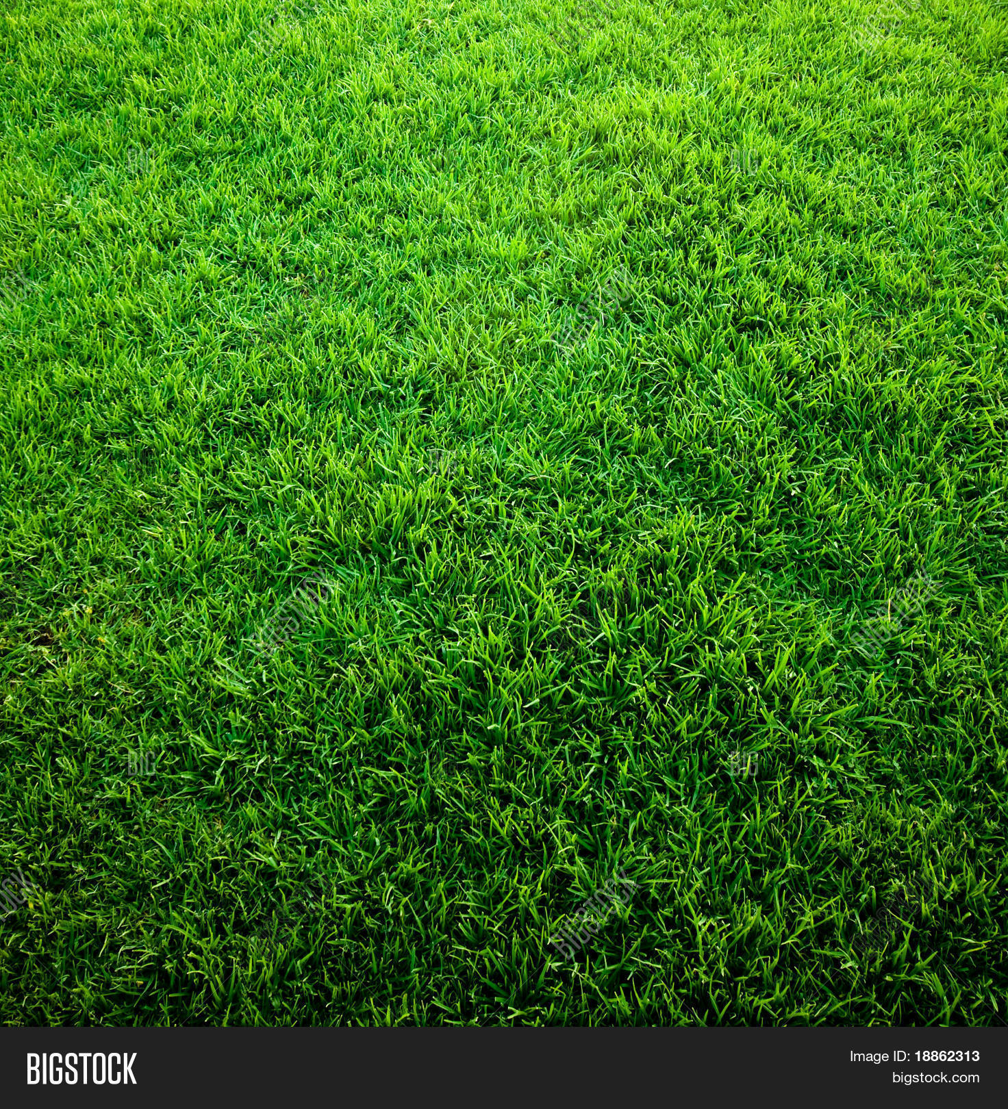 Grass Pattern High Resolution
