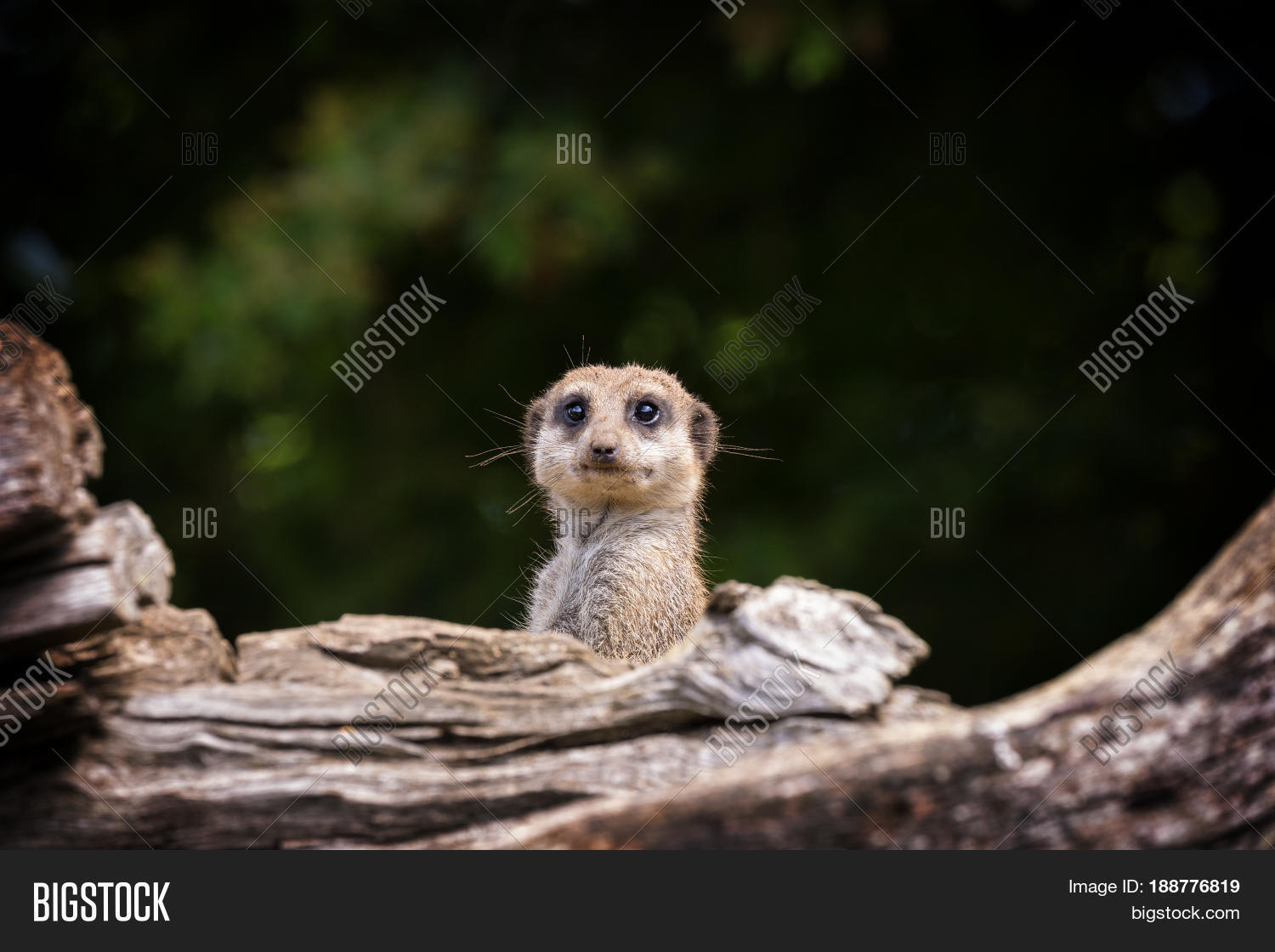 Funny Meerkat Emerging Image & Photo (Free Trial) | Bigstock