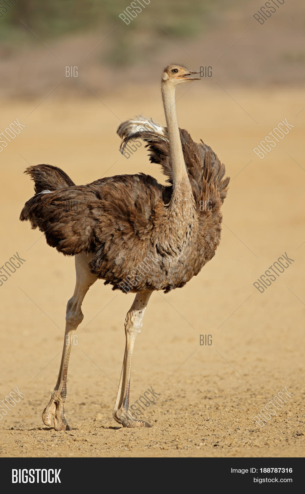 Female Ostrich ( Image & Photo (Free Trial) | Bigstock