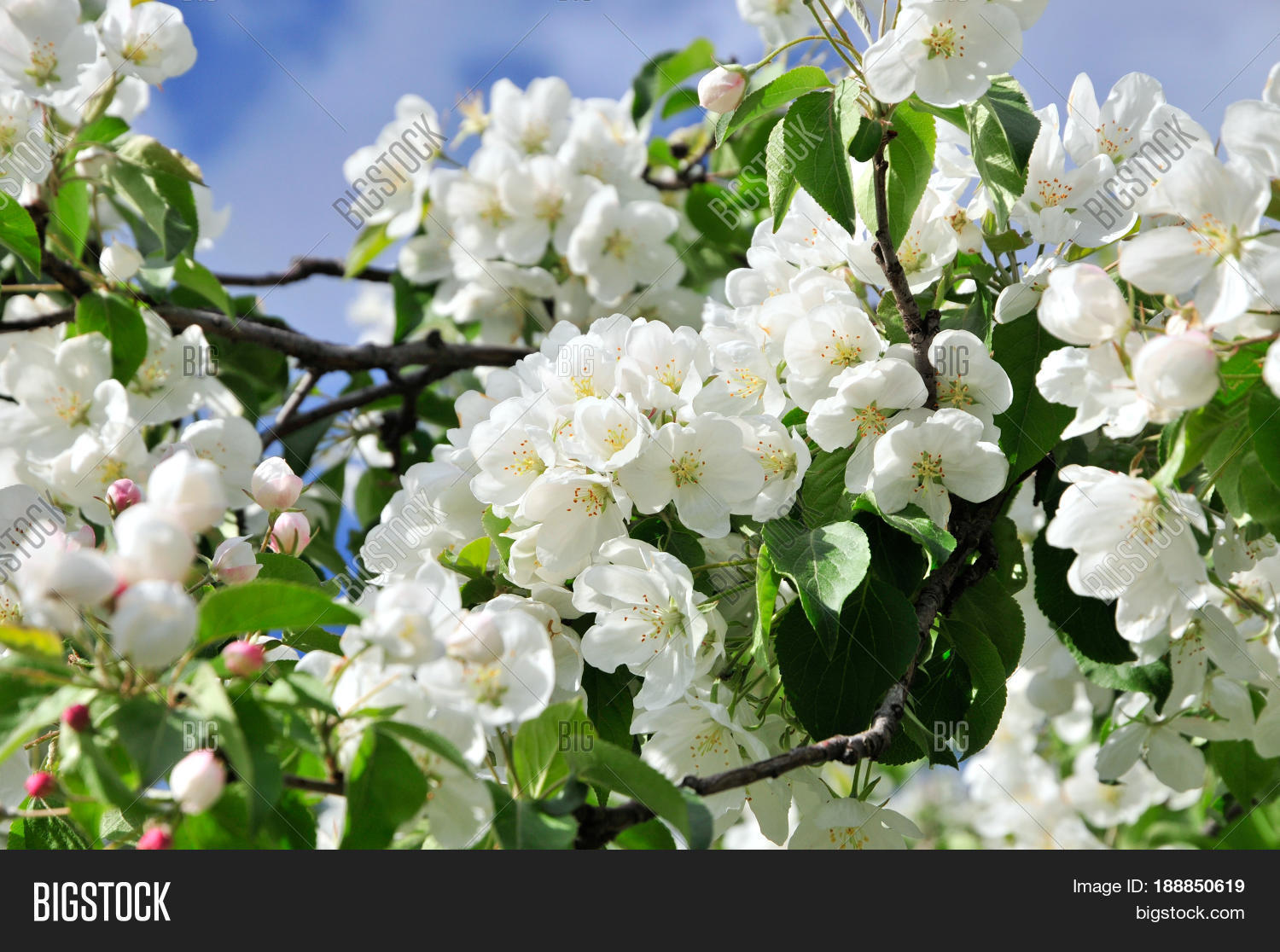 Flowering Apple Trees Image & Photo (Free Trial) | Bigstock