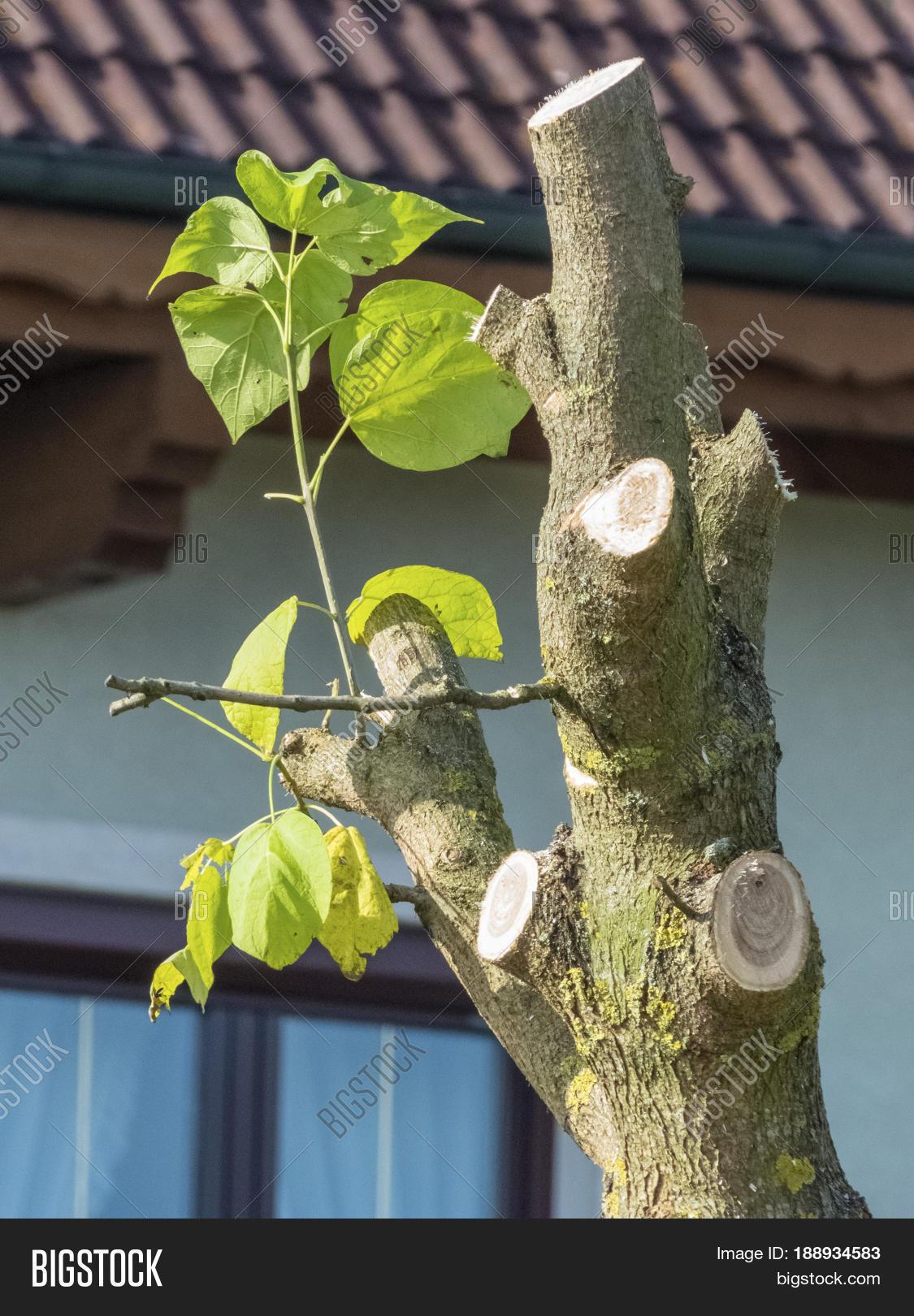 Sprouting Tree Image & Photo (Free Trial) | Bigstock