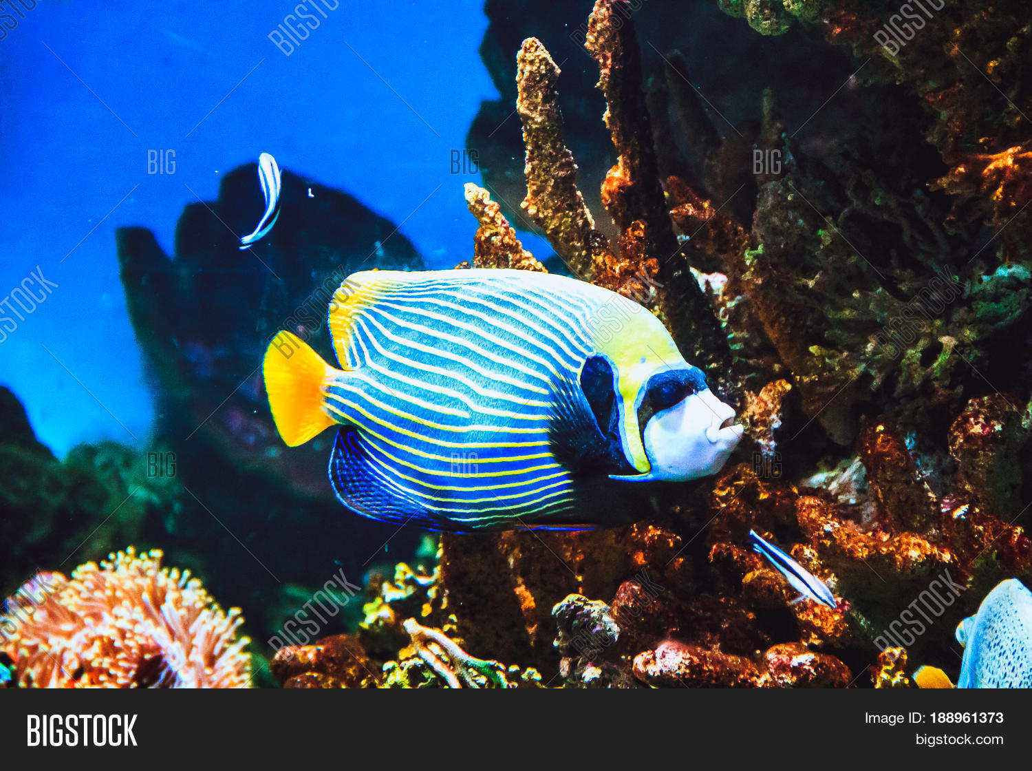 Emperor Angelfish ( Image & Photo (Free Trial) | Bigstock