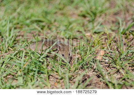 Wild Mouse. Mouse Runs Image & Photo (Free Trial) | Bigstock
