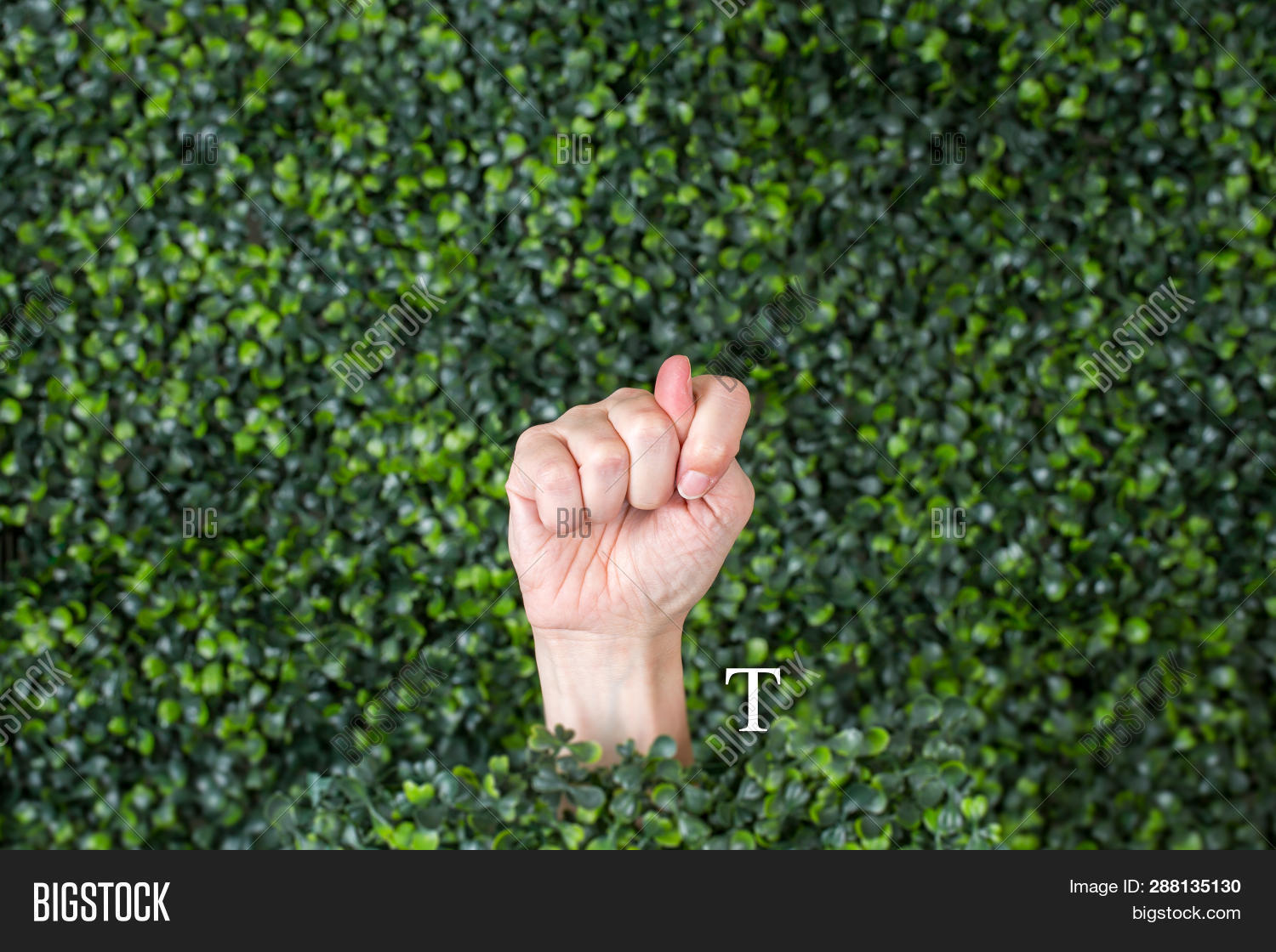 Sign Language Letter T Image & Photo (Free Trial) | Bigstock
