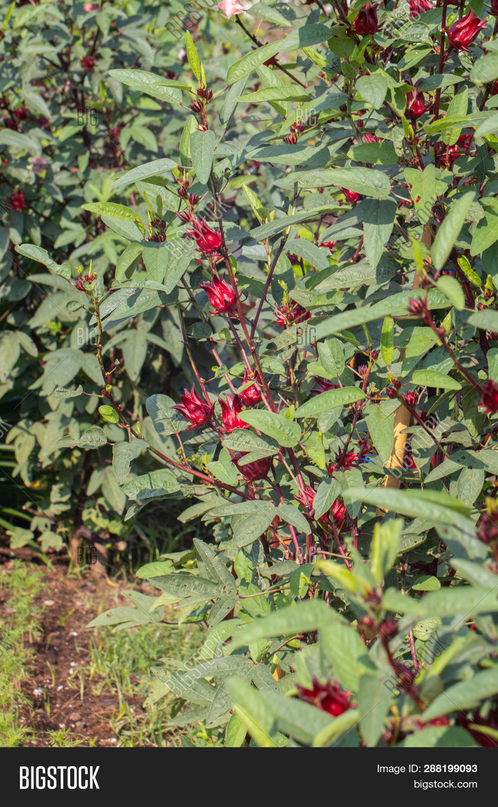 Close Fresh Roselle On Image & Photo (Free Trial) | Bigstock