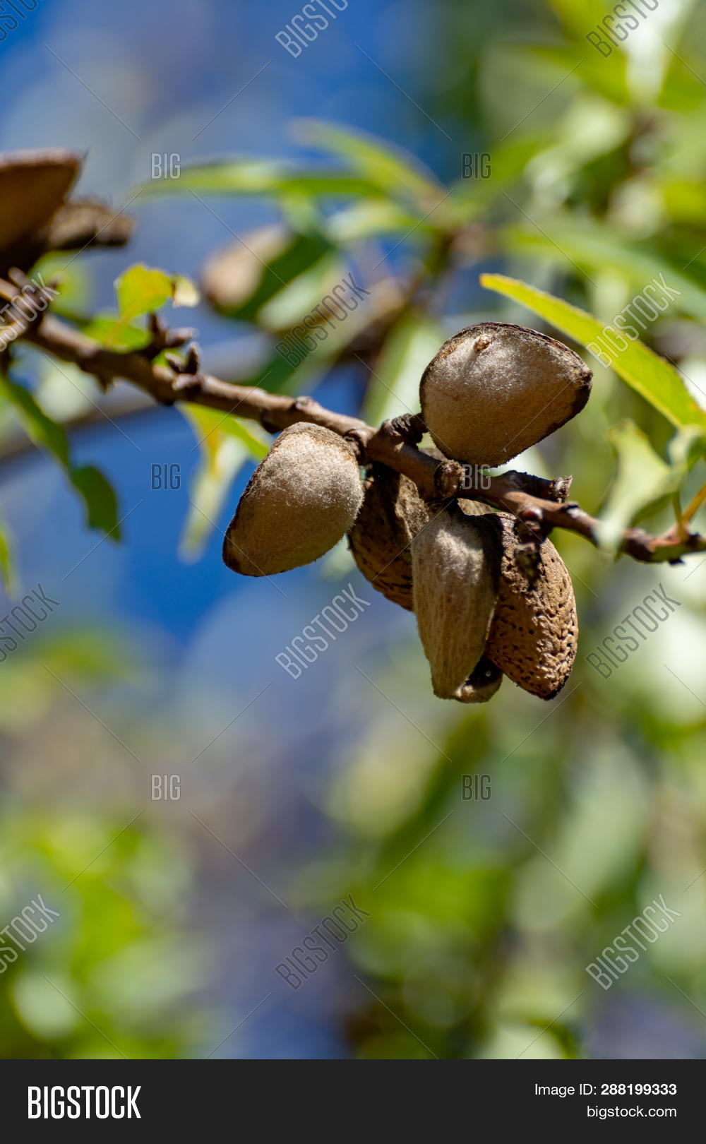 Ripe Almond Nuts Shell Image & Photo (Free Trial) | Bigstock