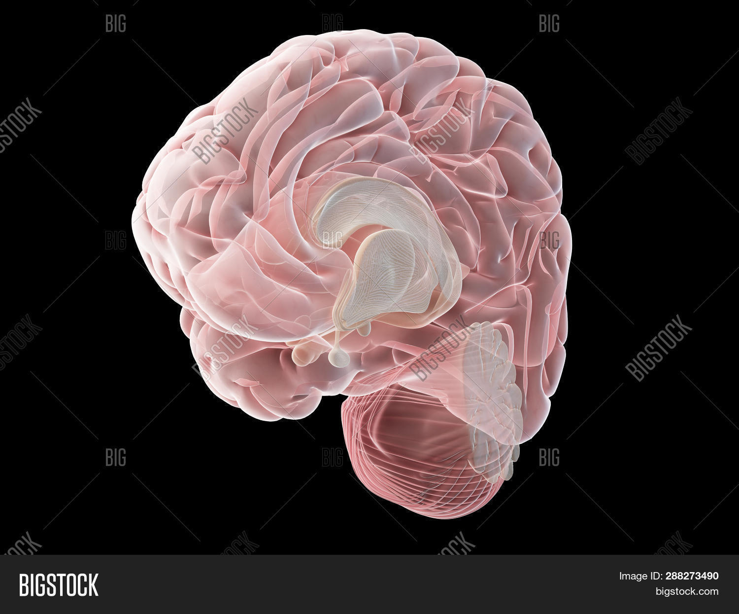 3d Rendered Medically Image & Photo (Free Trial) | Bigstock