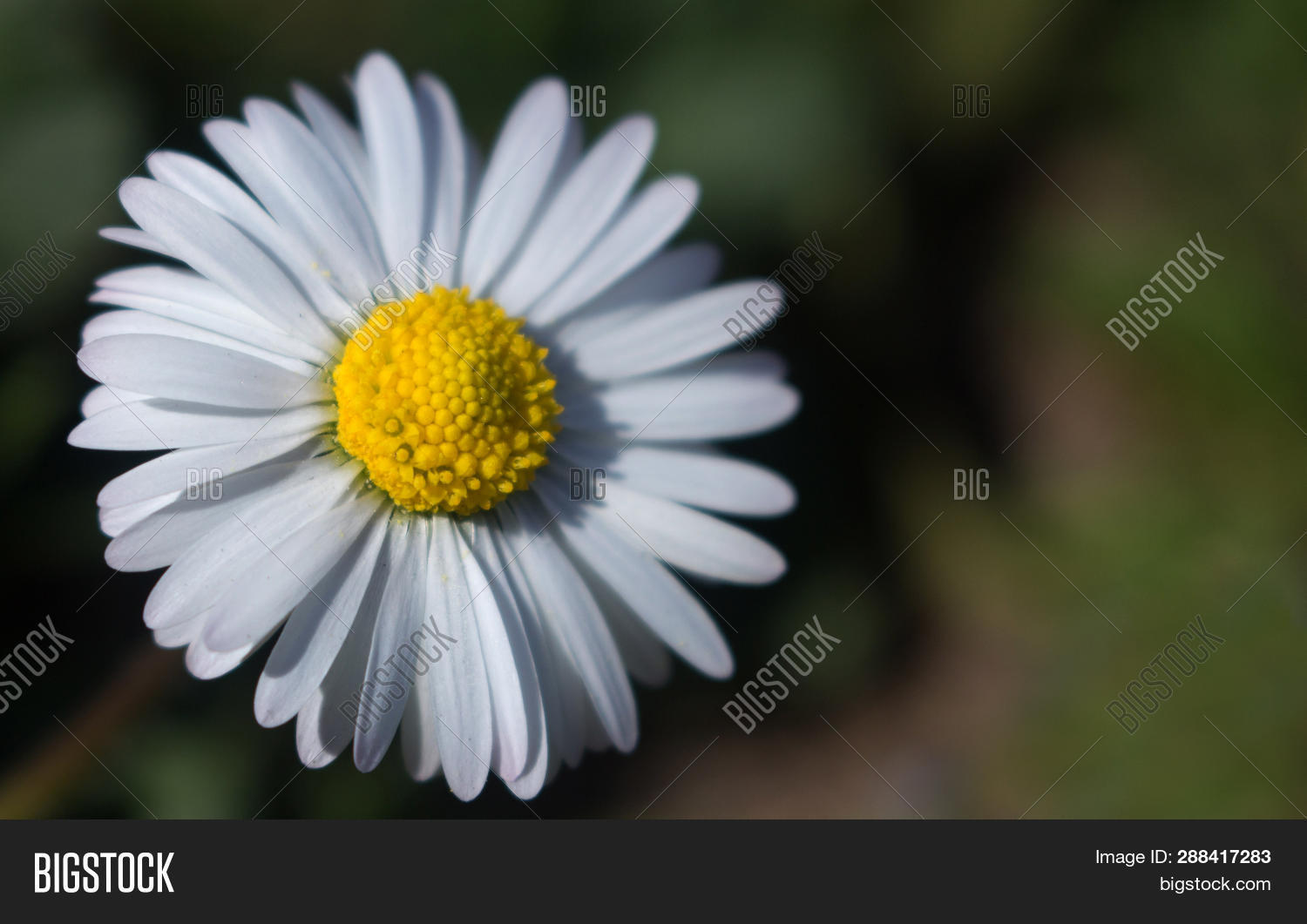 Daisy First Day Spring Image & Photo (Free Trial) | Bigstock