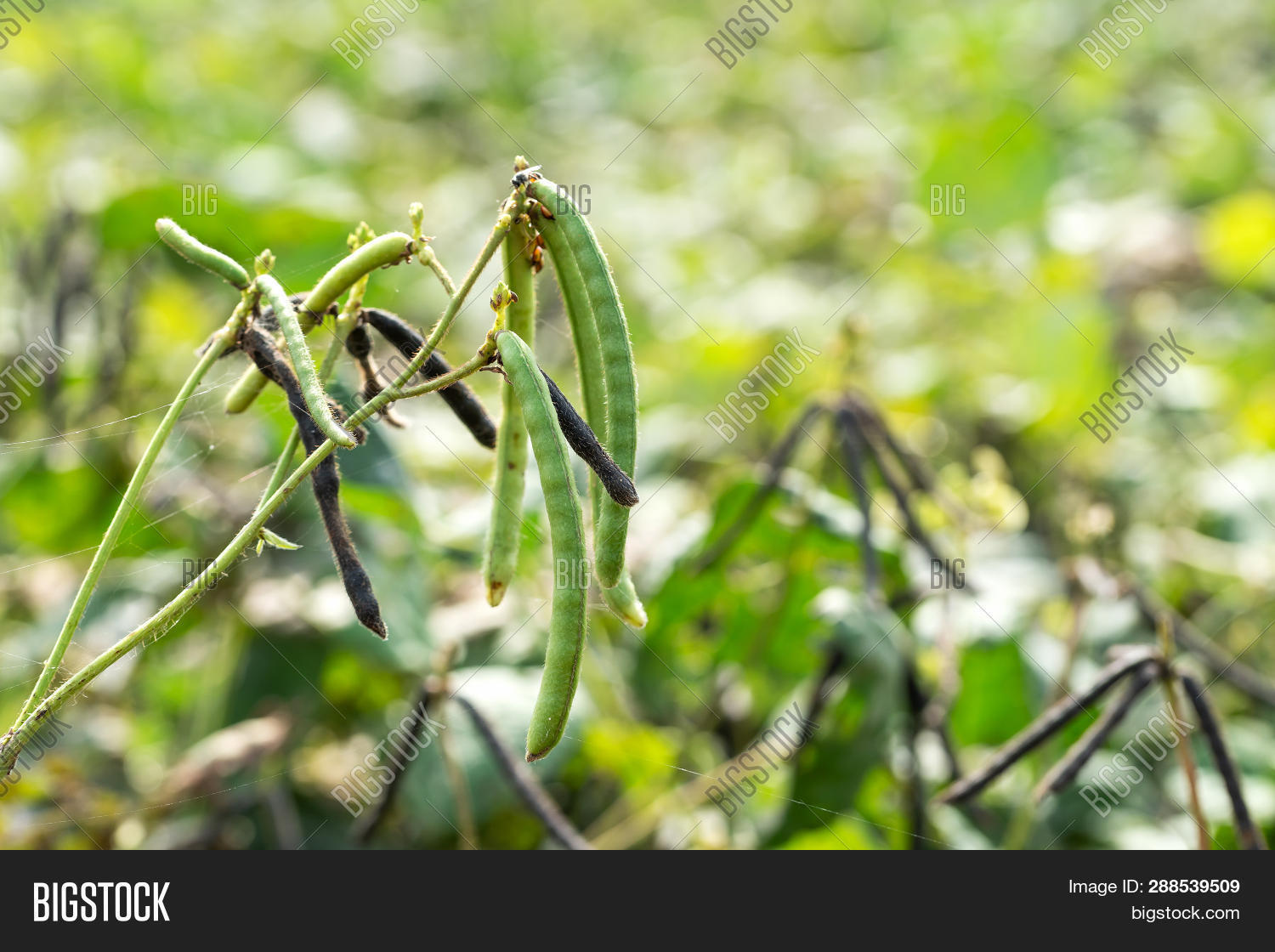 Green Mung Bean Crop Image & Photo (Free Trial) | Bigstock