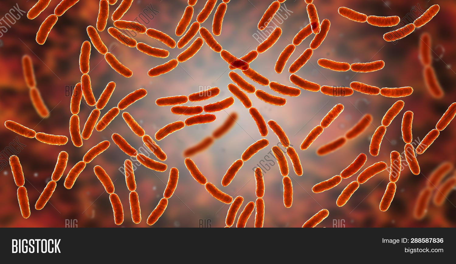 Bacteria Lactobacillus Image & Photo (Free Trial) | Bigstock