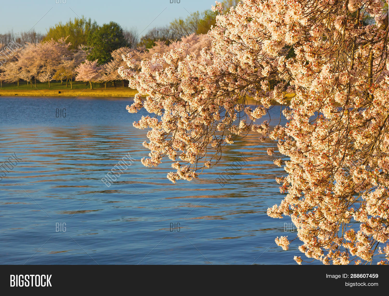 Blossoming Cherry Tree Image & Photo (Free Trial) | Bigstock