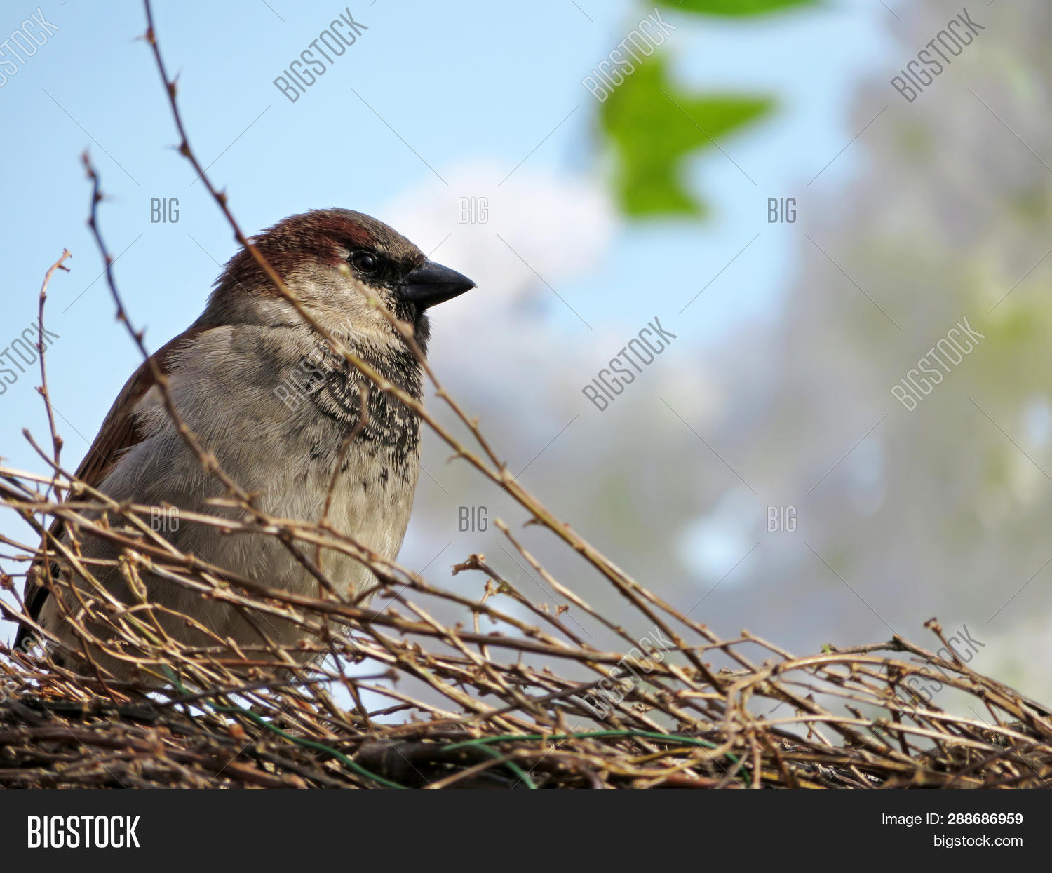 Sparrow Spring Park. Image & Photo (Free Trial) | Bigstock
