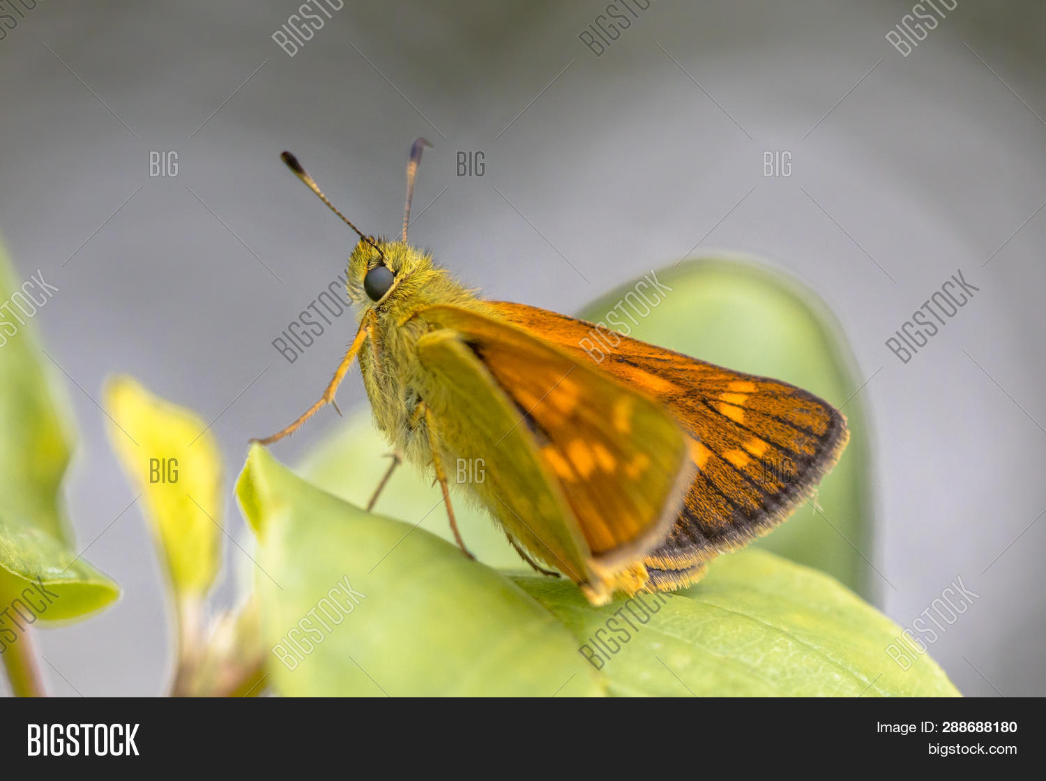 Large Skipper ( Image & Photo (Free Trial) | Bigstock