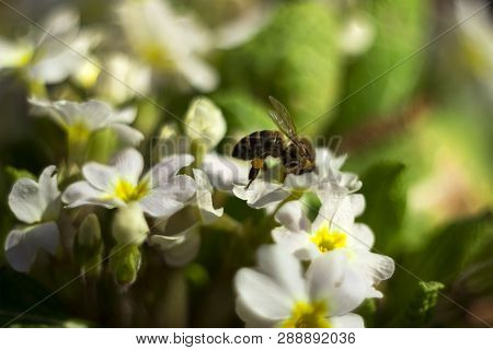 Bee Pollinating Early Image & Photo (Free Trial) | Bigstock