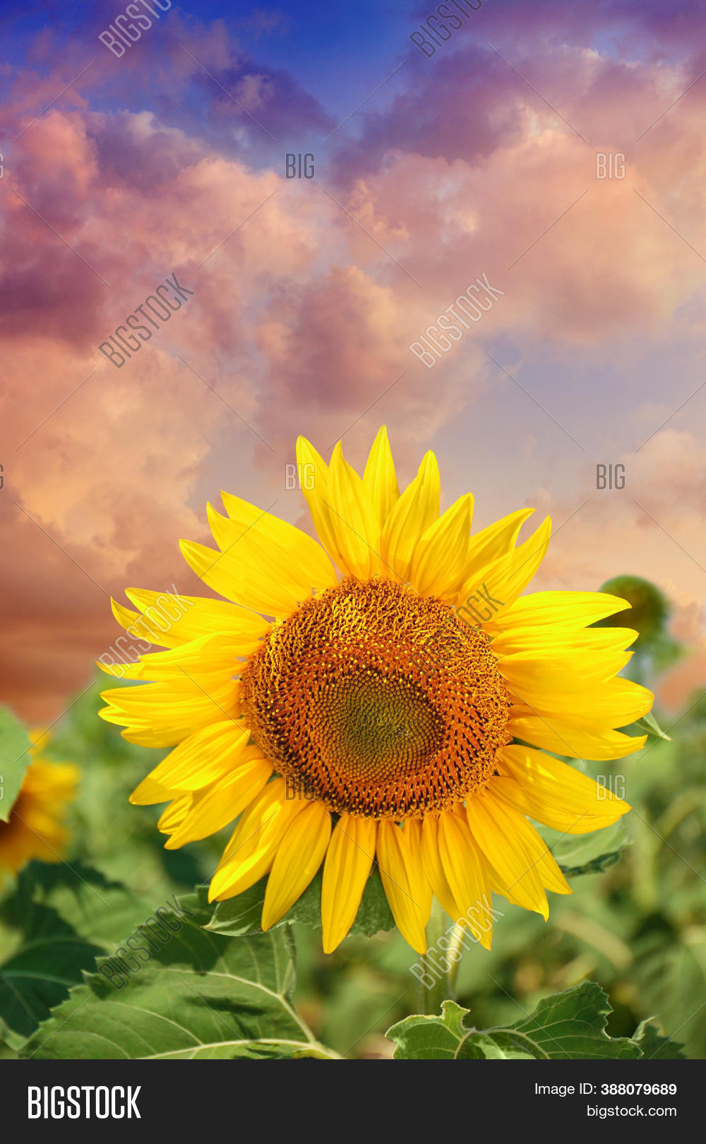 Beautiful Sunflower Image & Photo (Free Trial) | Bigstock