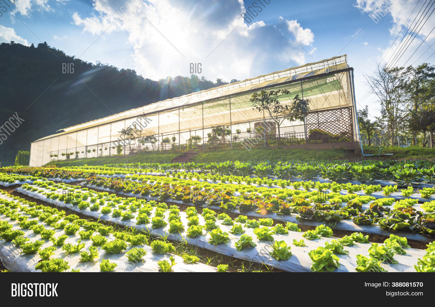 Hydroponic Farming. Image & Photo (Free Trial) | Bigstock