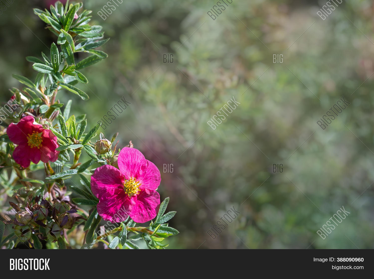 Border Pink Flower Image & Photo (Free Trial) | Bigstock