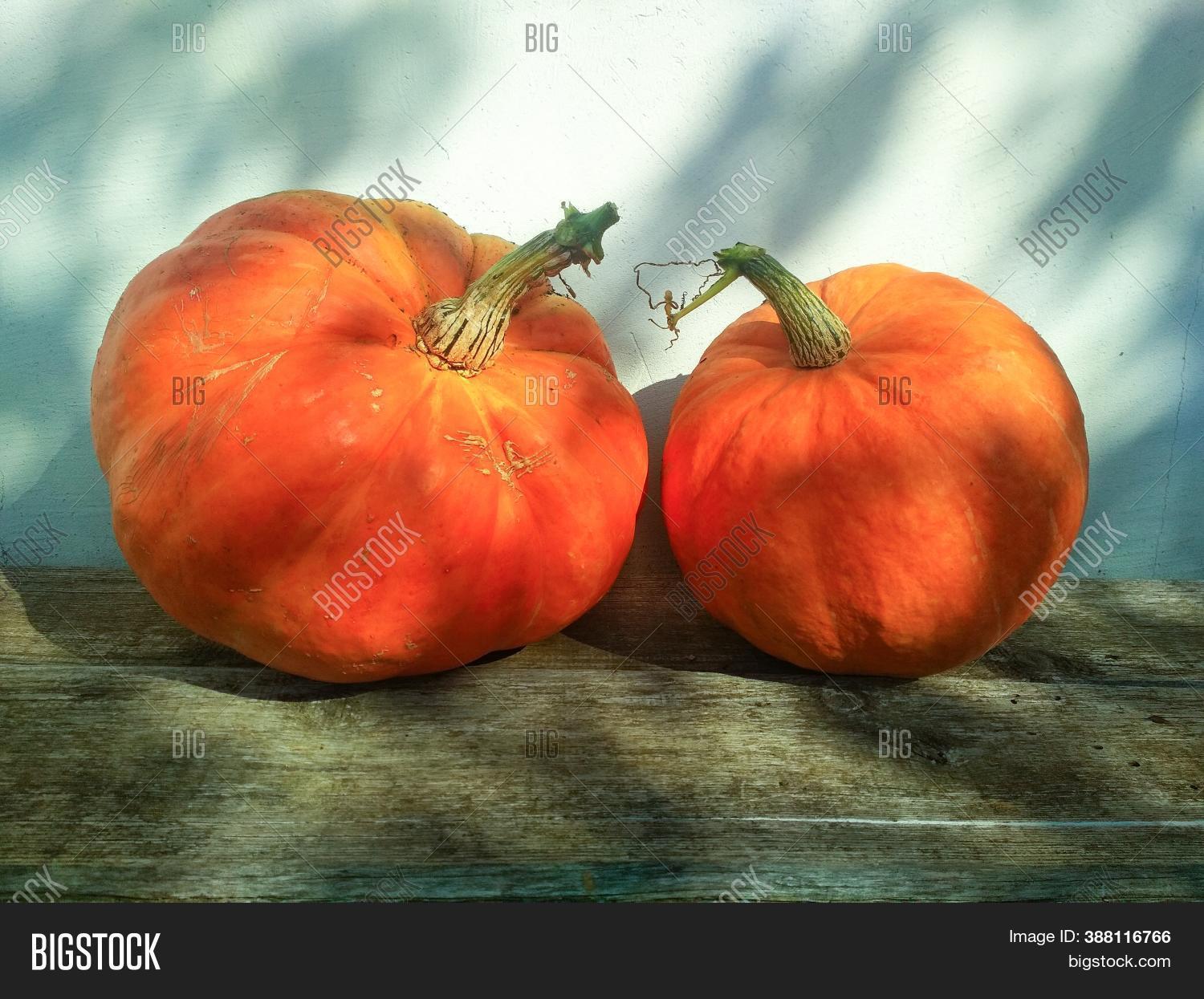 Orange Pumpkins On Image & Photo (Free Trial) | Bigstock