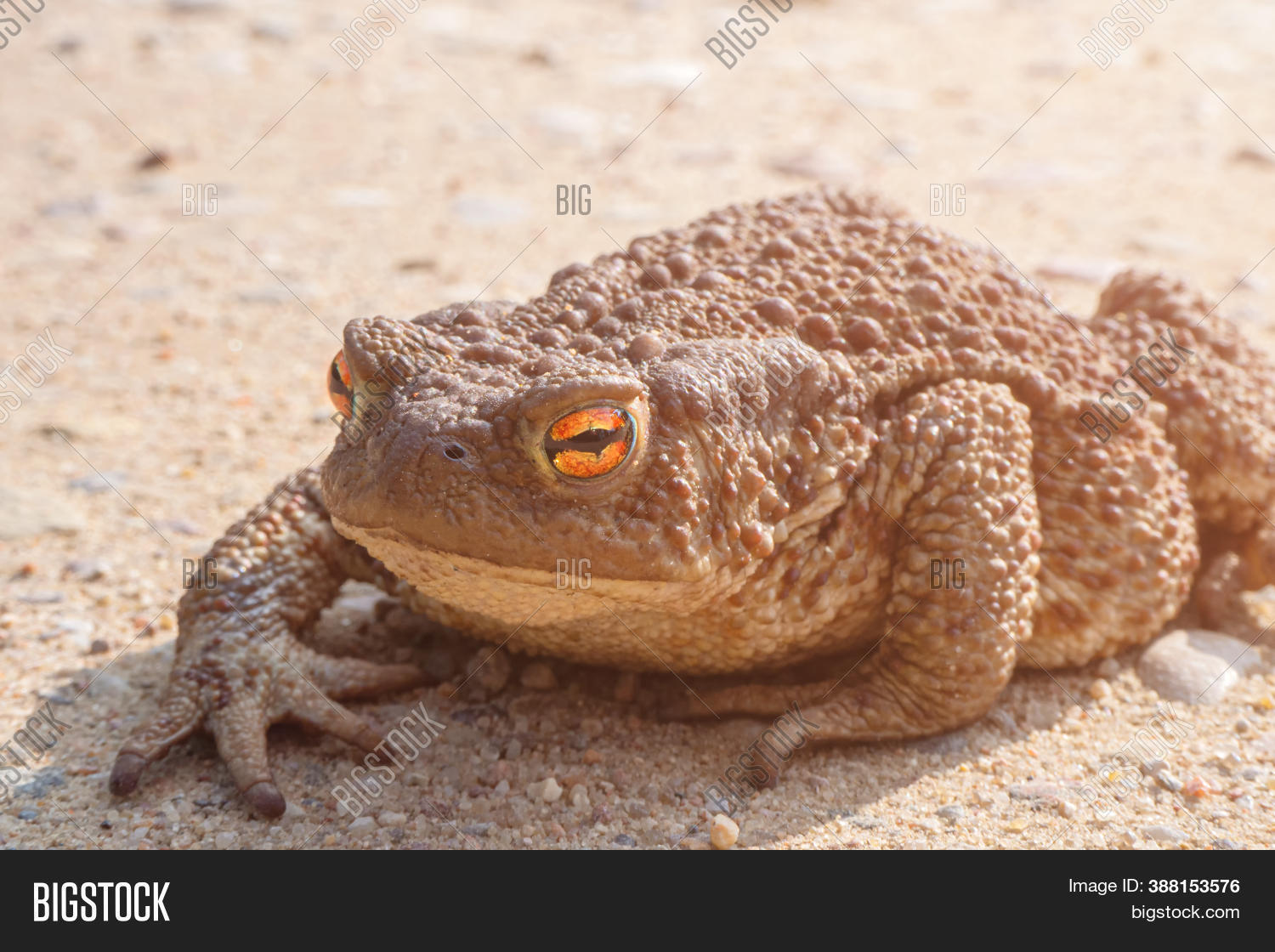 Toad Aga. Giant Image & Photo (Free Trial) | Bigstock