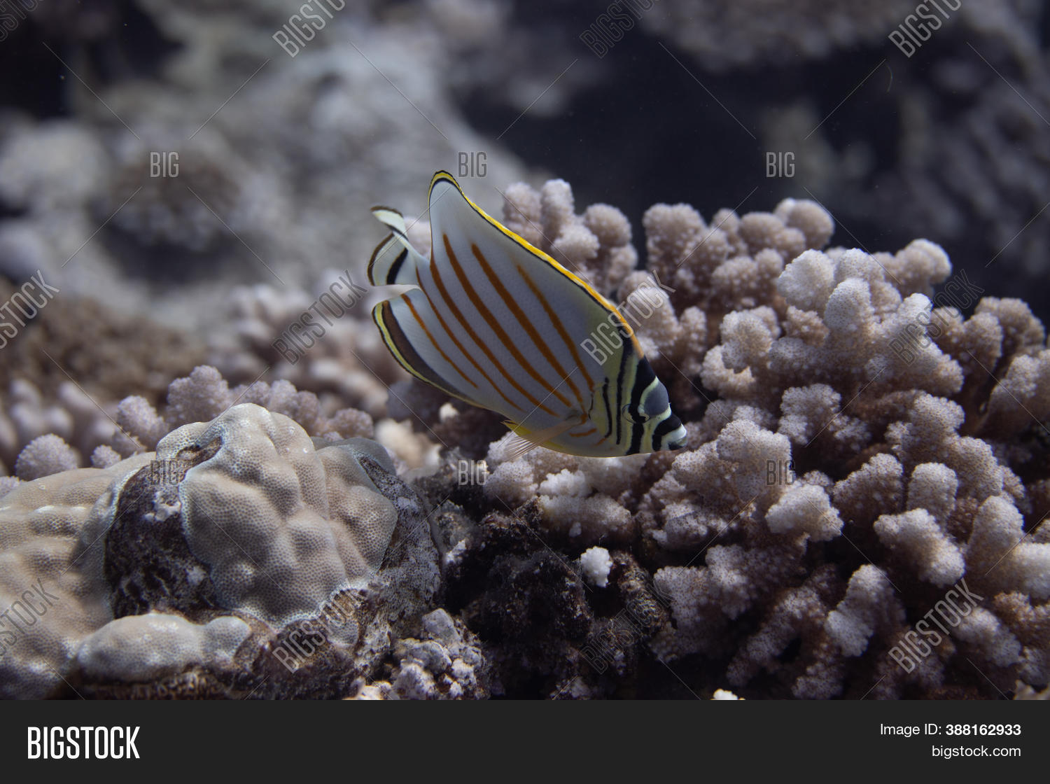 Ornate Butterflyfish ( Image & Photo (Free Trial) | Bigstock