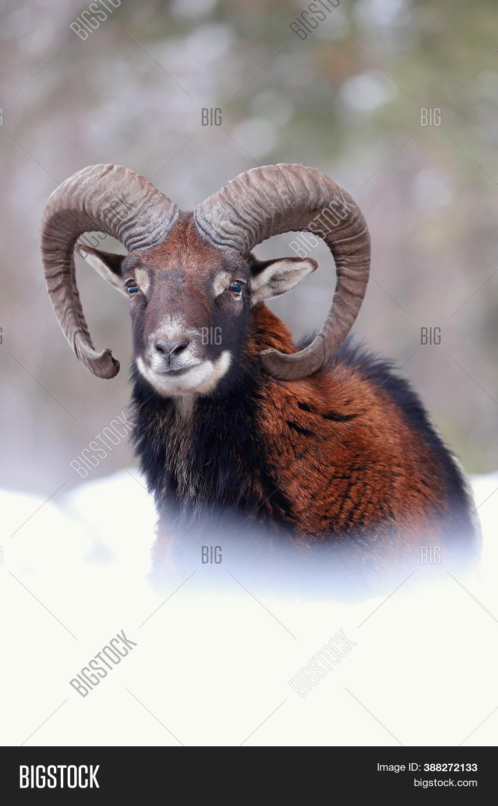 Mouflon Ram Looking On Image & Photo (Free Trial) | Bigstock
