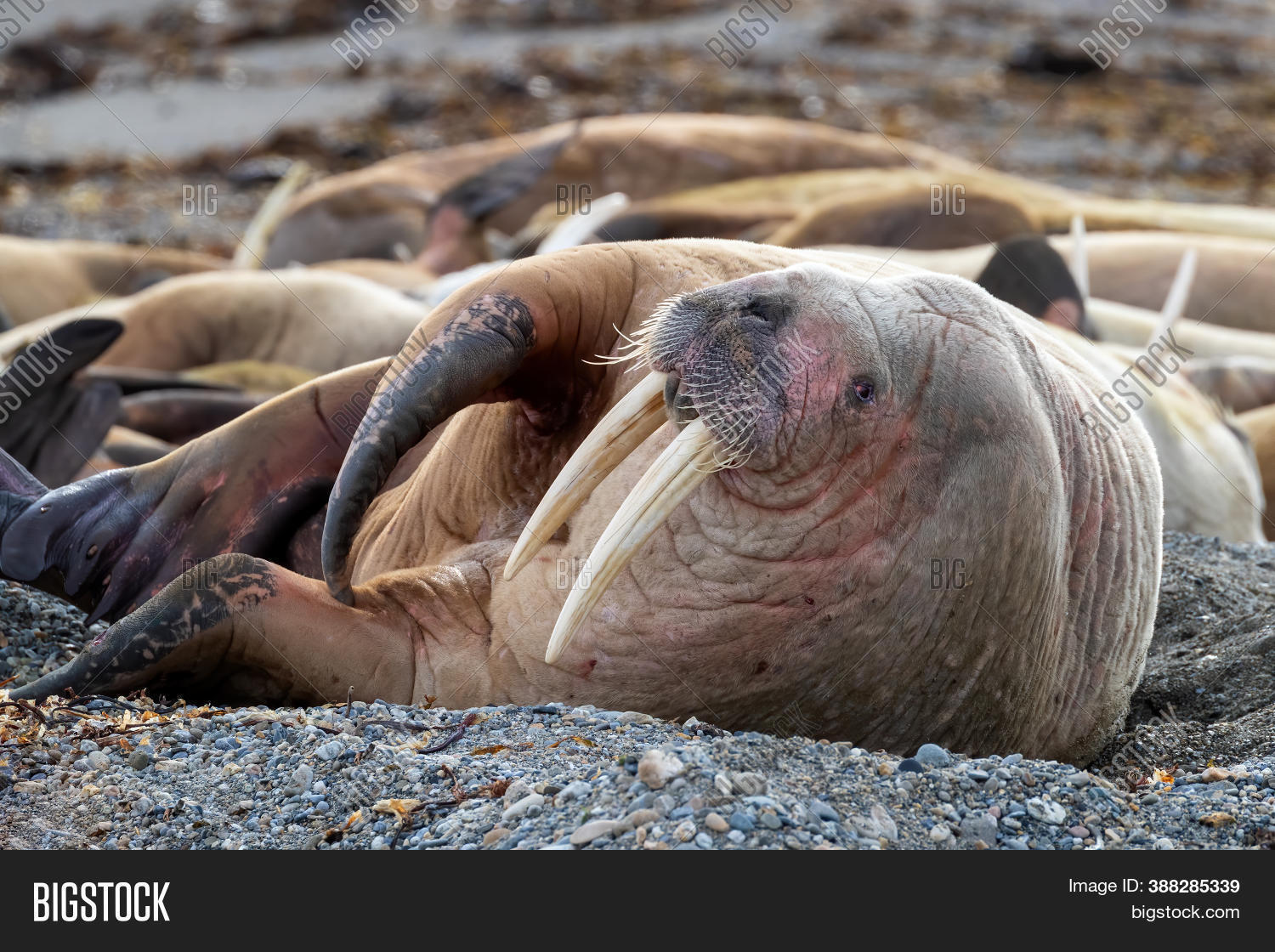 Ugly Walruses, Image & Photo (Free Trial) | Bigstock